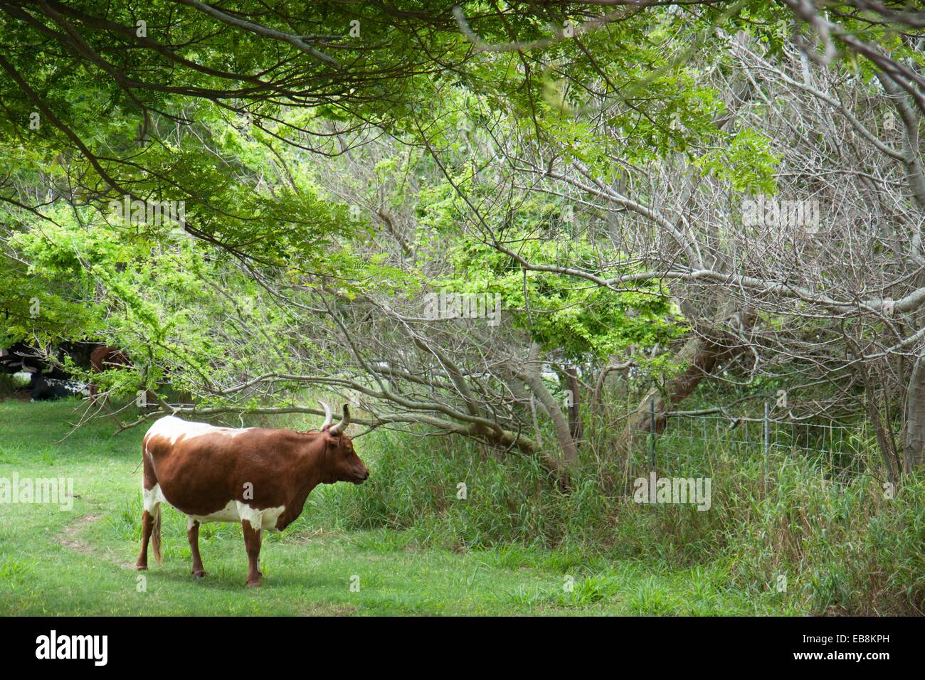 Cow grazing, Oahu, Hawaii Stock Photo - Alamy
