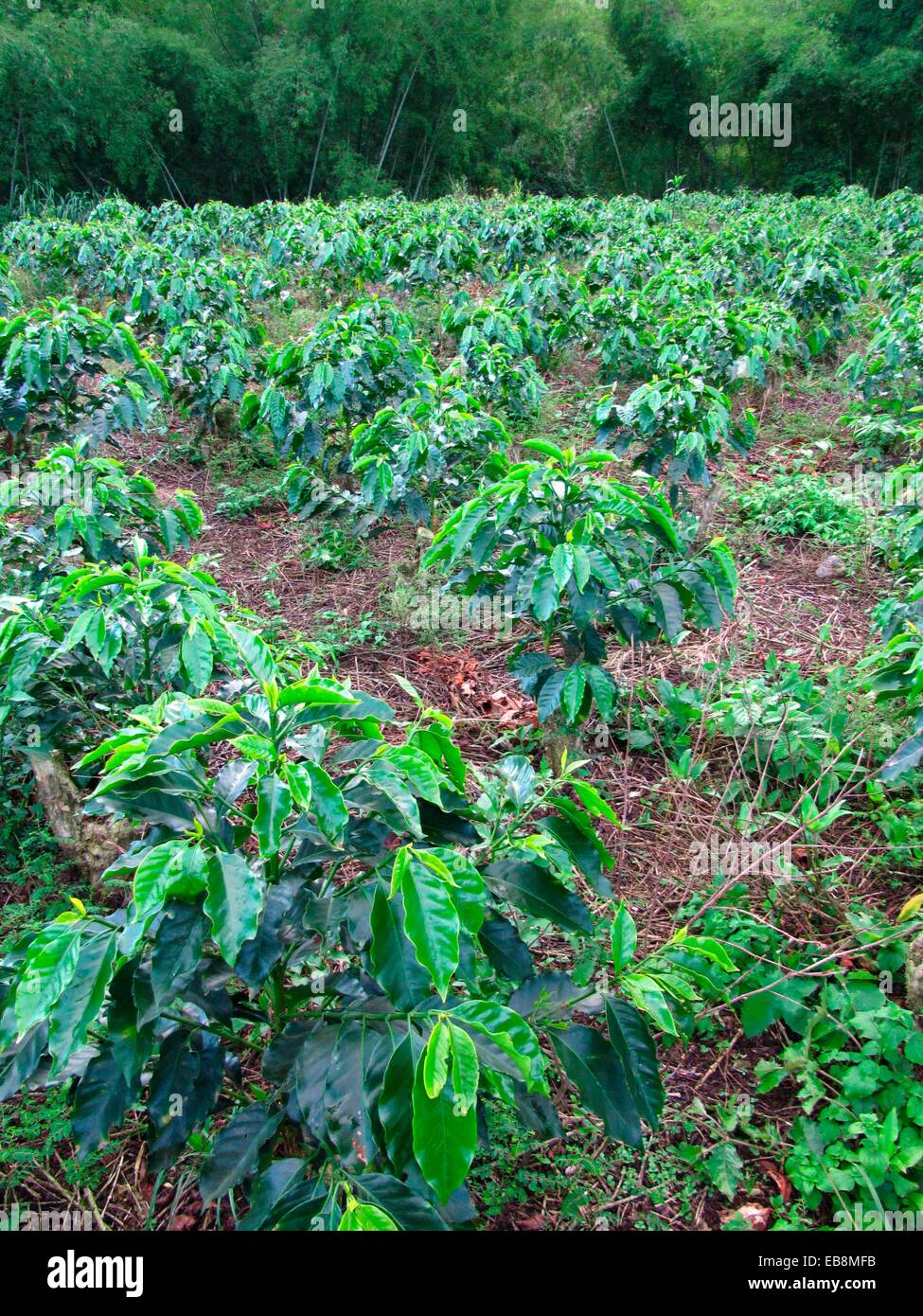 Colombian agriculture hi-res stock photography and images - Alamy