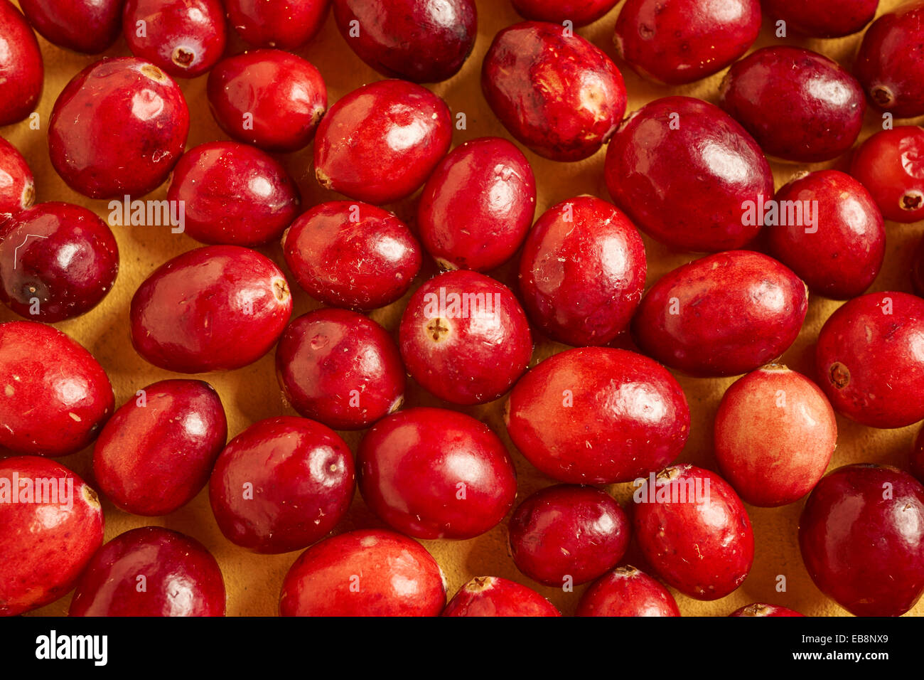 Harvest of cranberries hi-res stock photography and images - Alamy