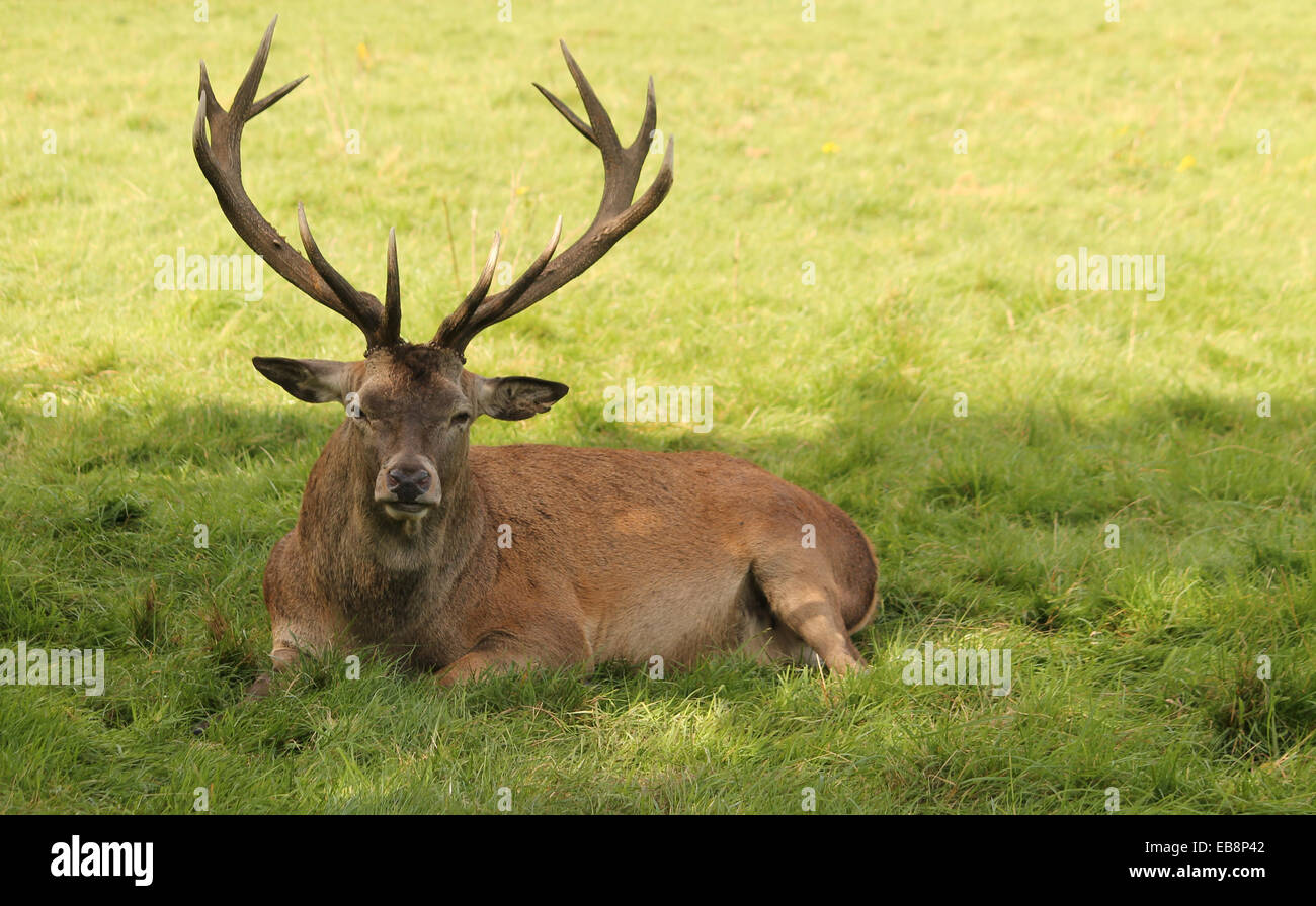 A Large Red Deer Sitting in the Shade of a Tree Stock Photo - Alamy