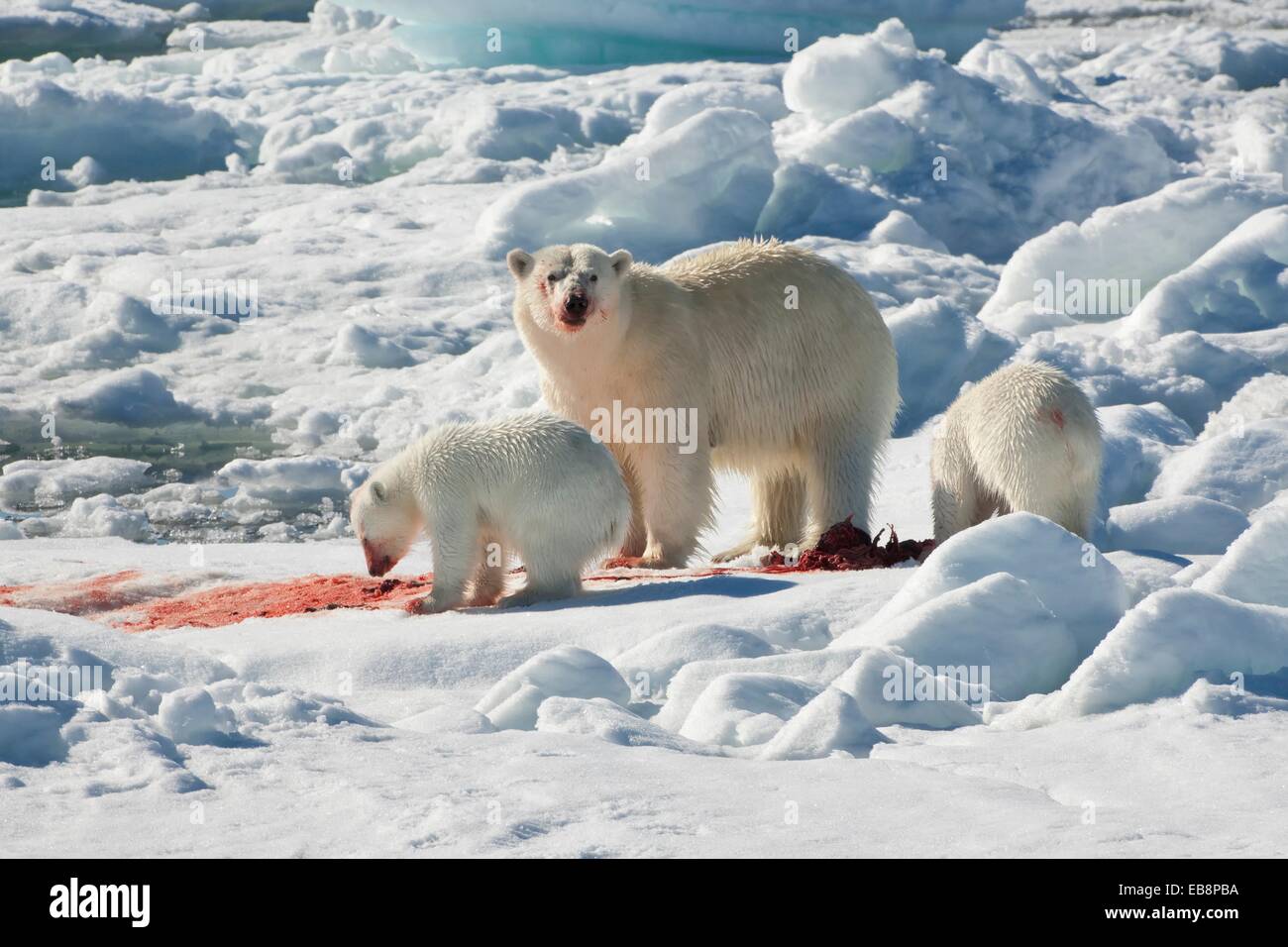 Polar bear eating cub hi-res stock photography and images - Alamy