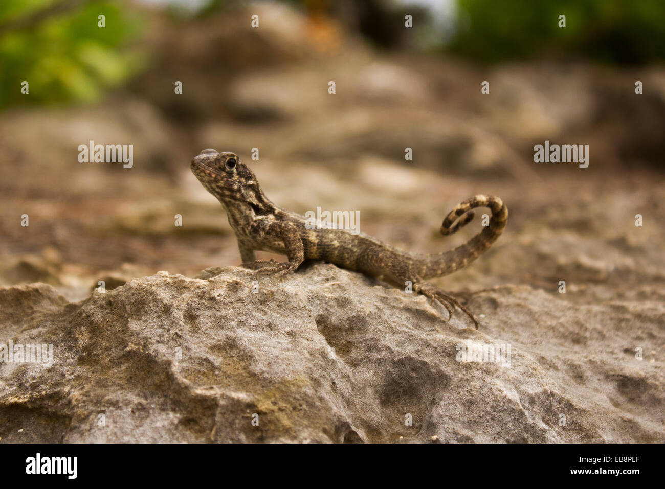 Gecko on a rock hi-res stock photography and images - Alamy