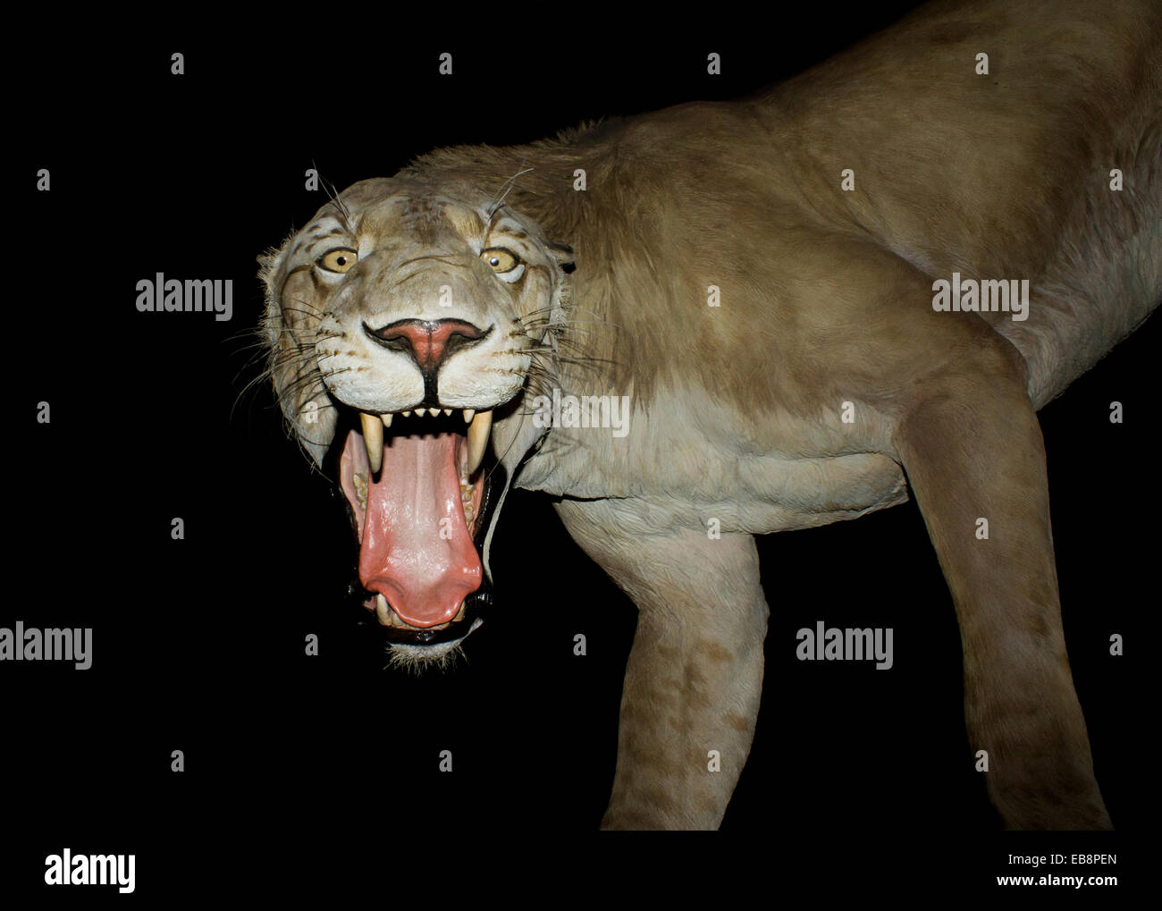 Saber Tooth Tiger Vs Lion