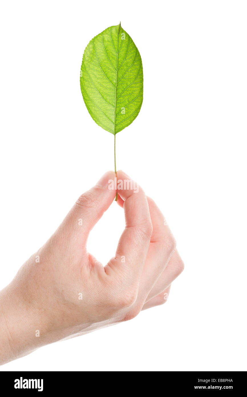 Green leaf in hand isolated on white background Stock Photo - Alamy