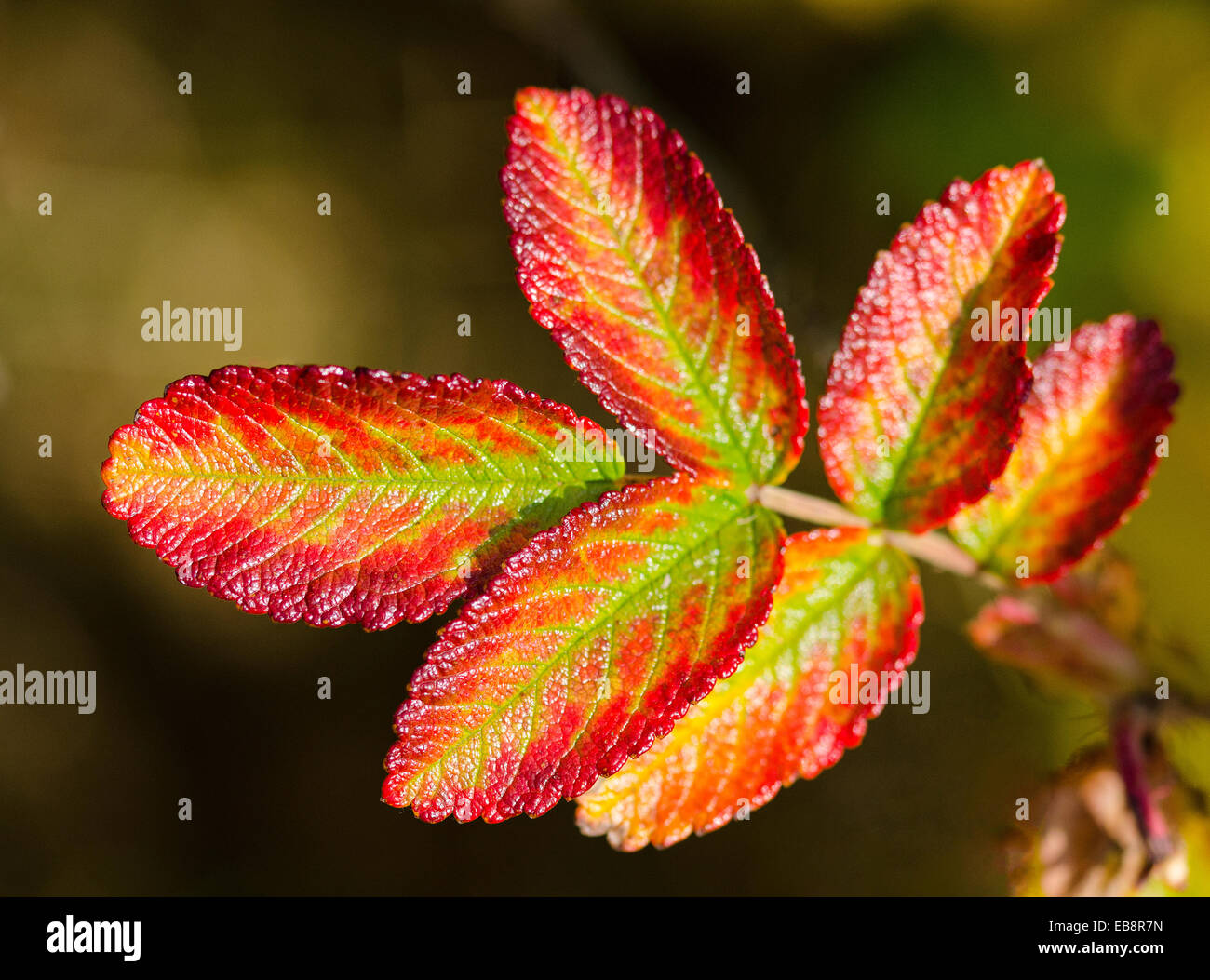 Rose with leaves hi-res stock photography and images - Alamy