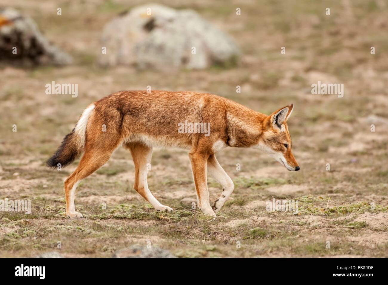 Simien jackal ethiopian wolf canis hi-res stock photography and images ...