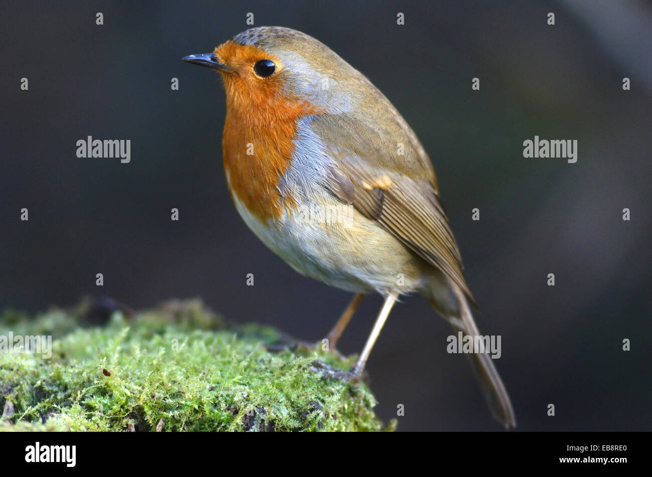 One robin hi-res stock photography and images - Alamy