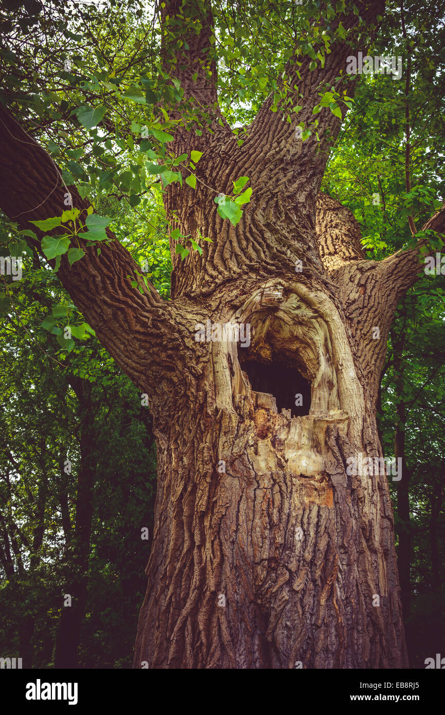 Old hollow tree in the forest Stock Photo - Alamy
