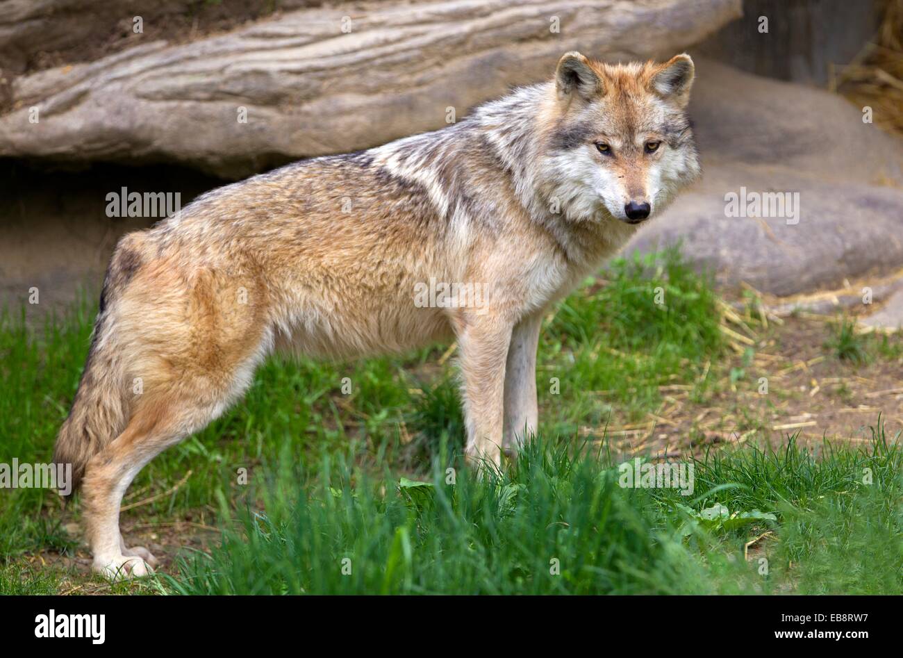 Wolf wild canis lupus baileyi hi-res stock photography and images - Alamy