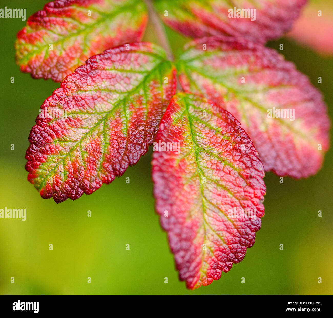 Rose Hip Leaves Stock Photo - Alamy