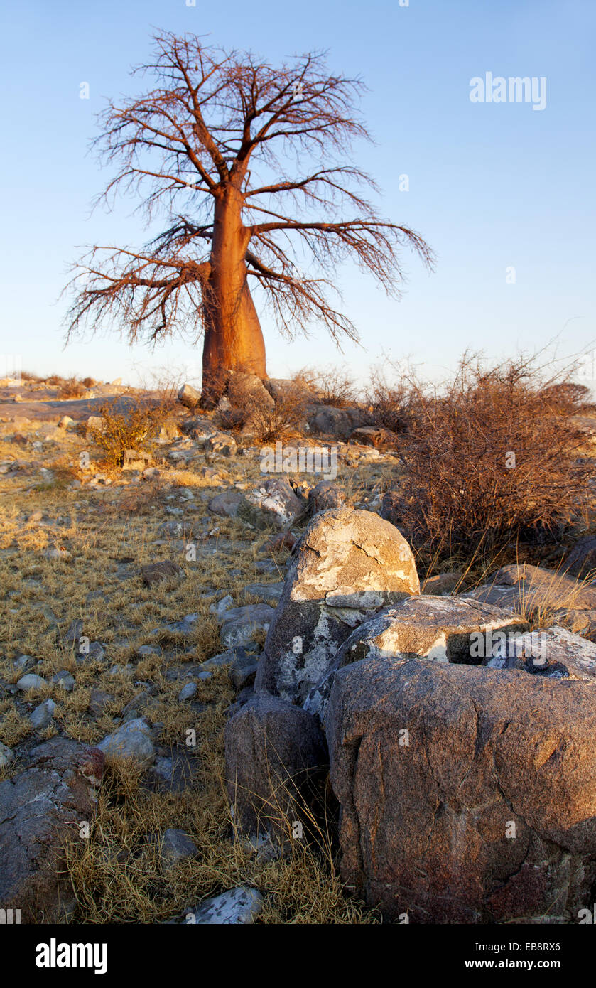 Sowa pan hi-res stock photography and images - Alamy