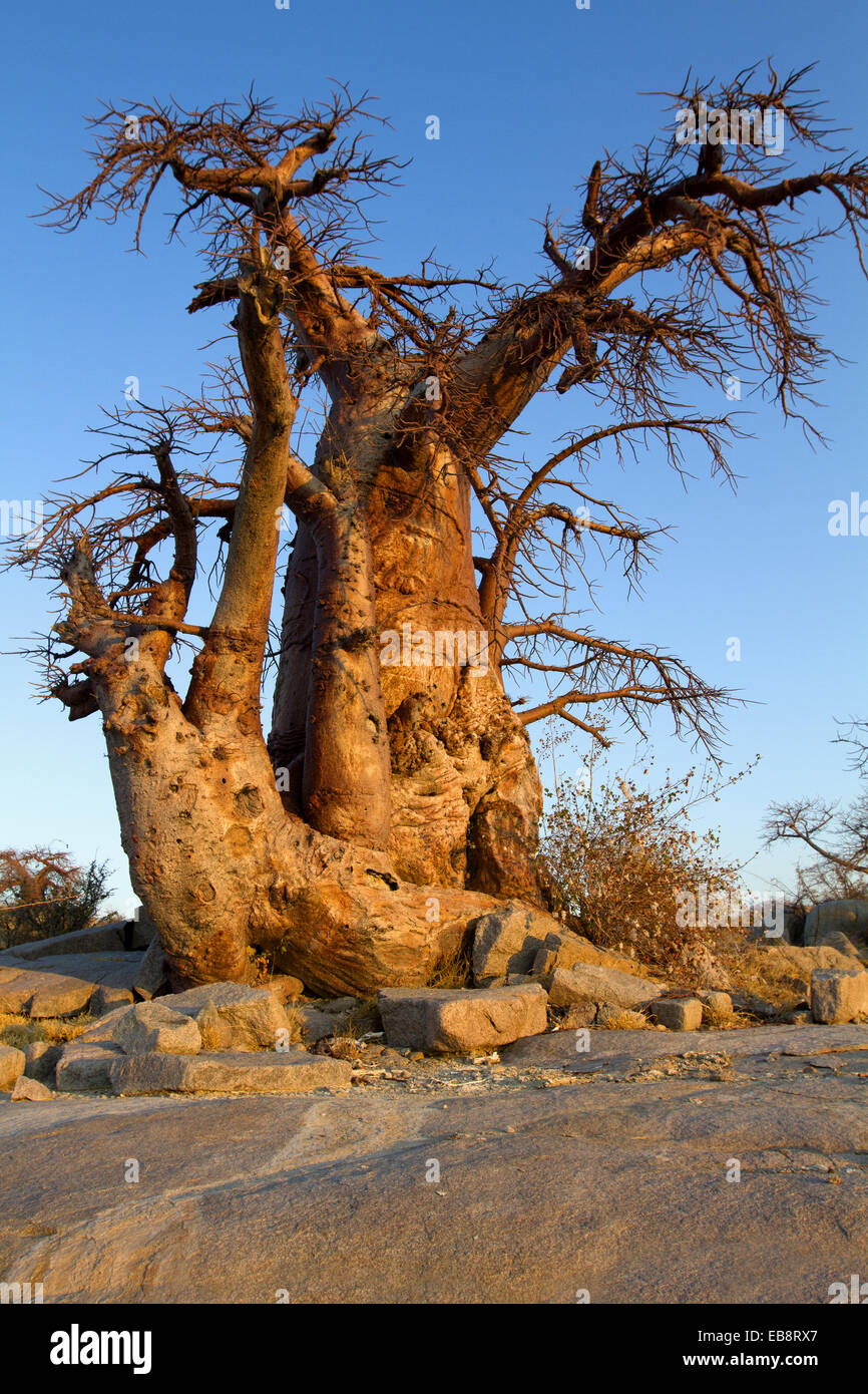 Sowa pan hi-res stock photography and images - Alamy