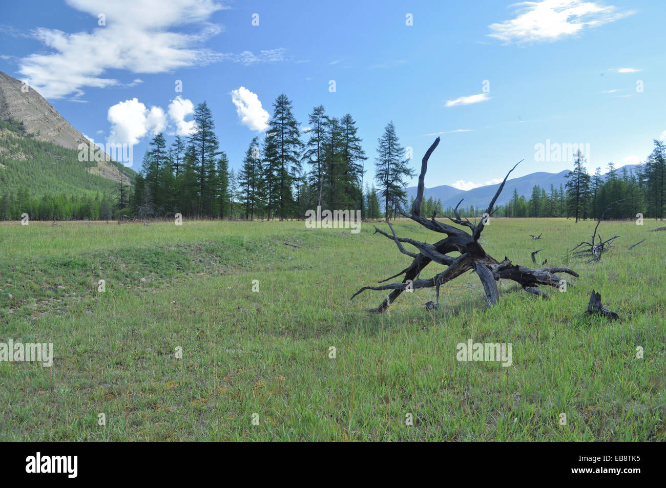 The valley of the mountain river Suntar. Landscape wildlife. Russia ...