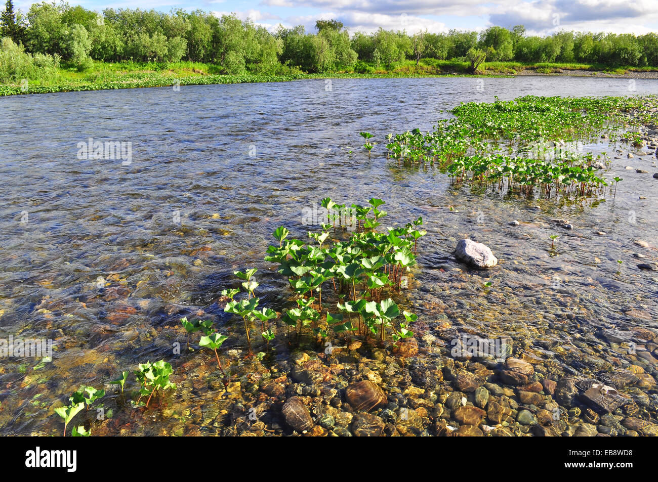 The coast North of the river in the summer. River Kokpela, Polar Ural ...
