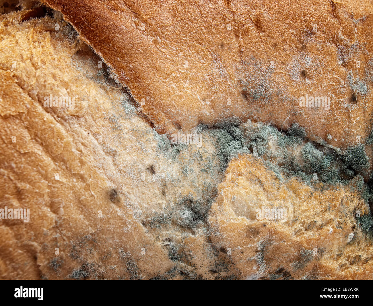 Fungal Decay Stock Photos & Fungal Decay Stock Images - Alamy