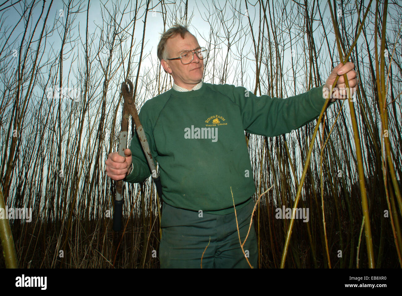 Renewable energy production growing and harvesting willow in Wiltshire ...