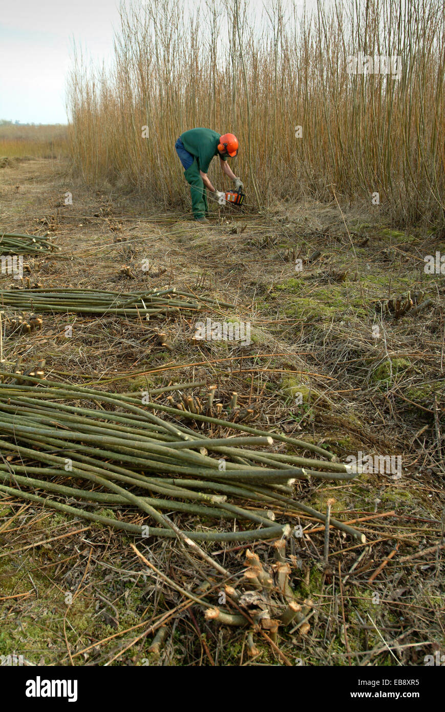 Renewable energy production growing and harvesting willow in Wiltshire ...