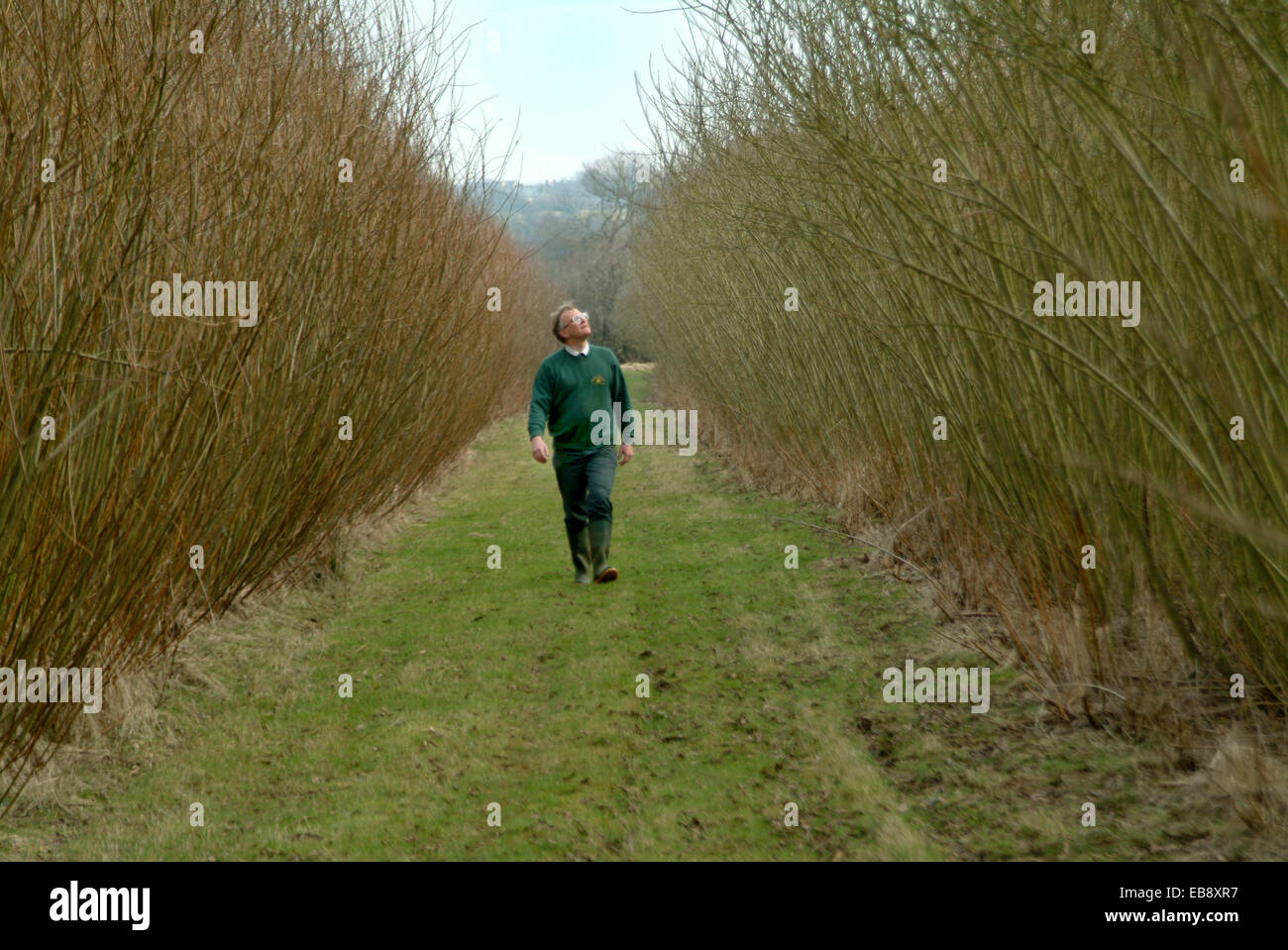 Renewable energy production growing and harvesting willow in Wiltshire ...