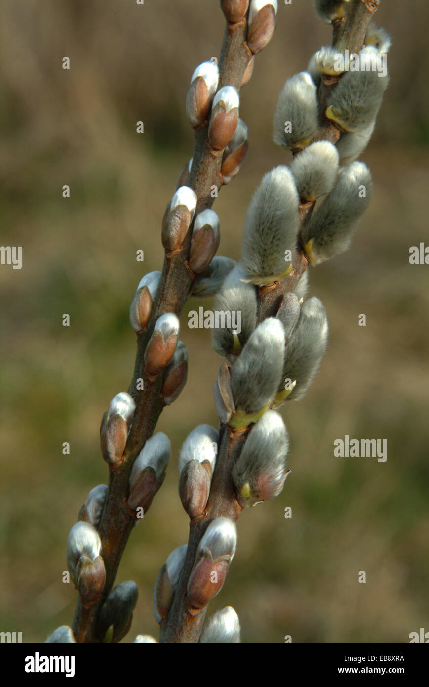 Renewable energy production growing and harvesting willow in Wiltshire ...