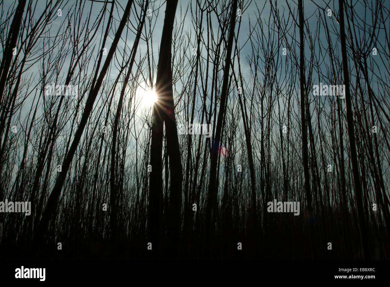 Renewable energy production growing and harvesting willow in Wiltshire ...