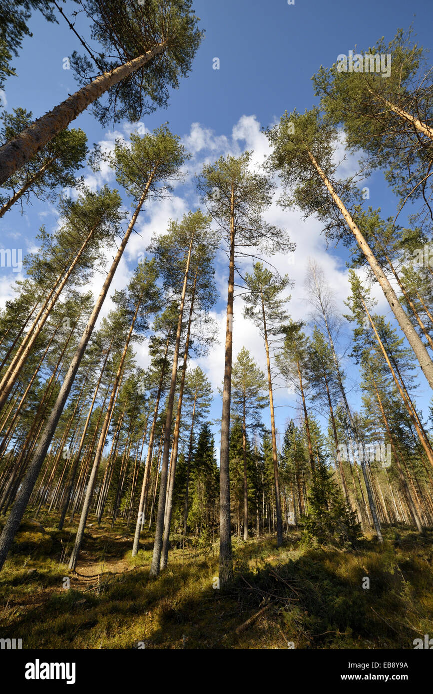Commercial tree plantation hi-res stock photography and images - Alamy