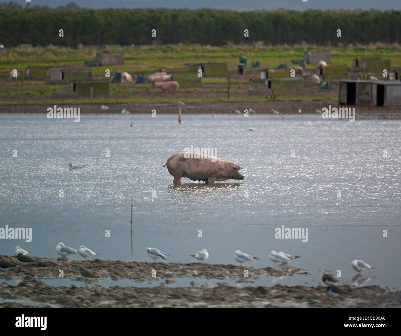 Free-range Pig Farming Industry Animals go for a paddle in a flooded ...