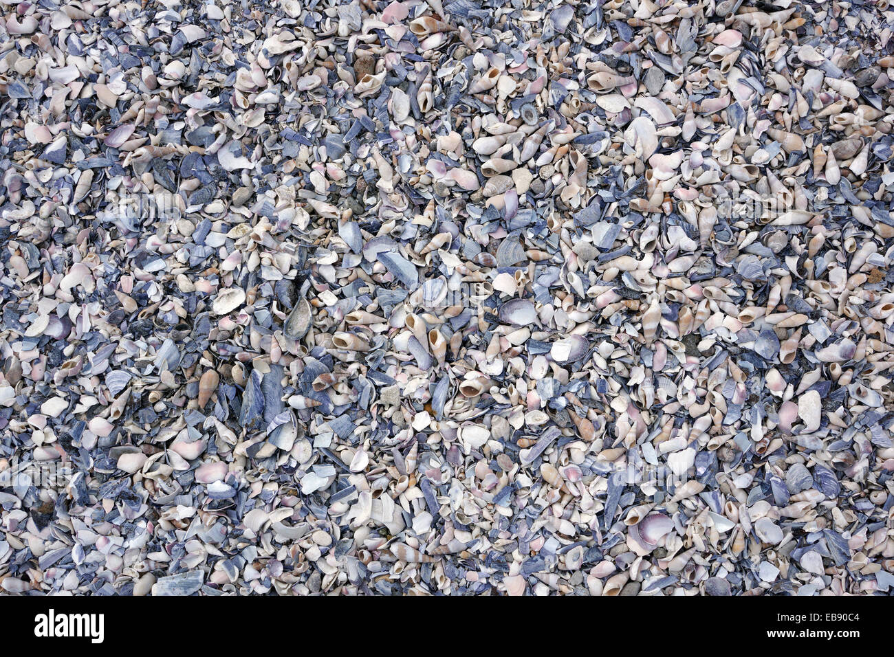 Shell covered beach at Tthe coastal town of Yzerfontein, Cape West ...