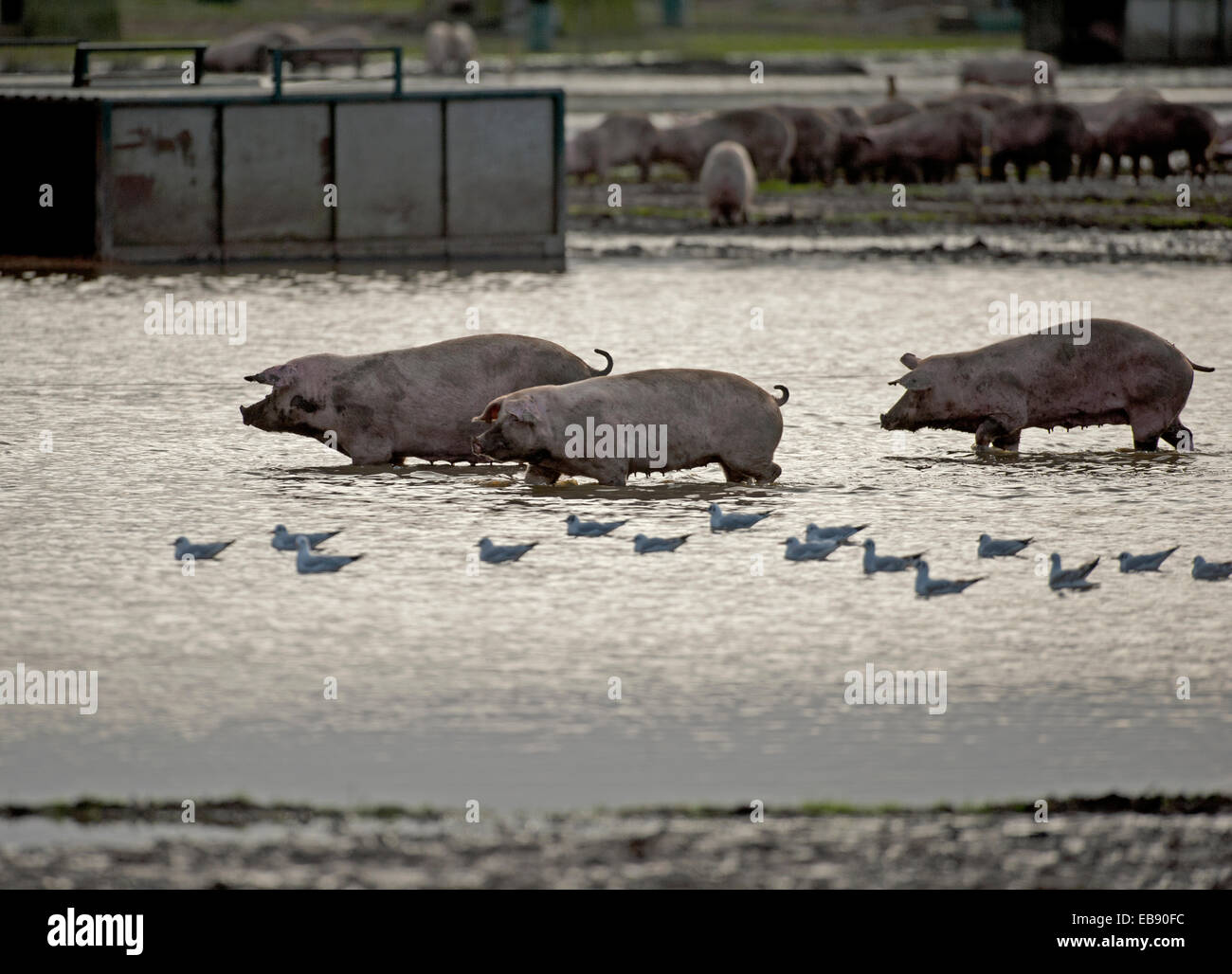 Free-range Pig Farming Industry Animals go for a paddle in a flooded ...