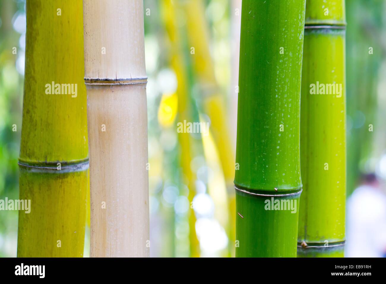 Bamboo in Different Colors Stock Photo - Alamy