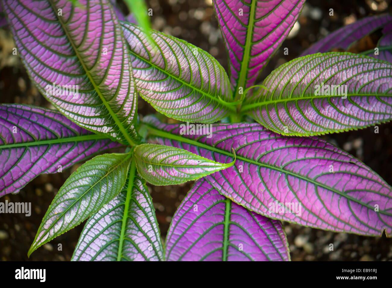 Persian shield hi-res stock photography and images - Alamy