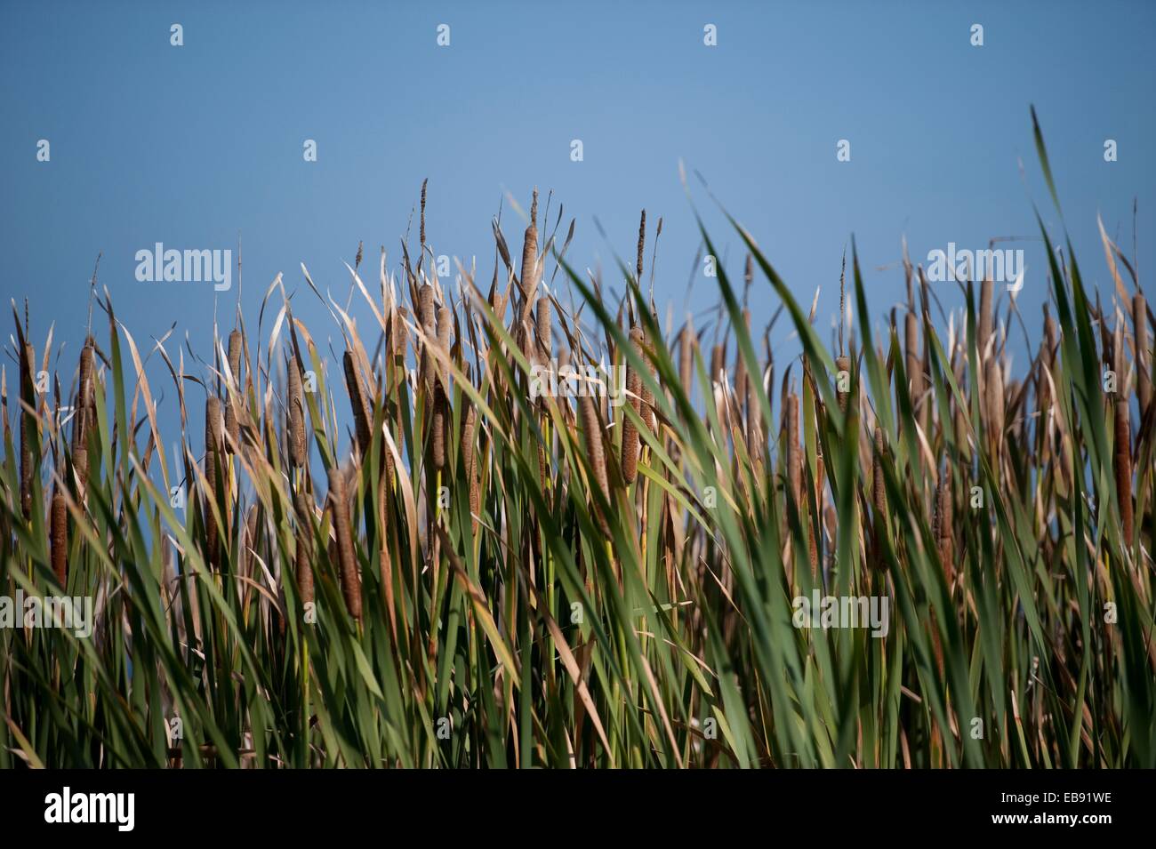 Bullrushes sway in the breeze Stock Photo - Alamy