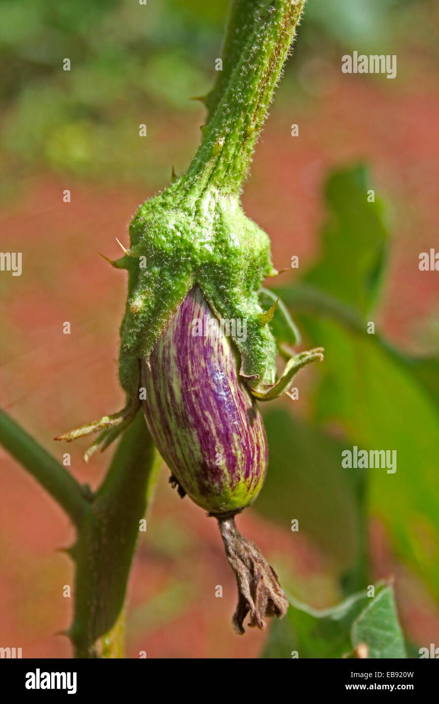 Terung Panjang, Brinjal on plant Stock Photo - Alamy