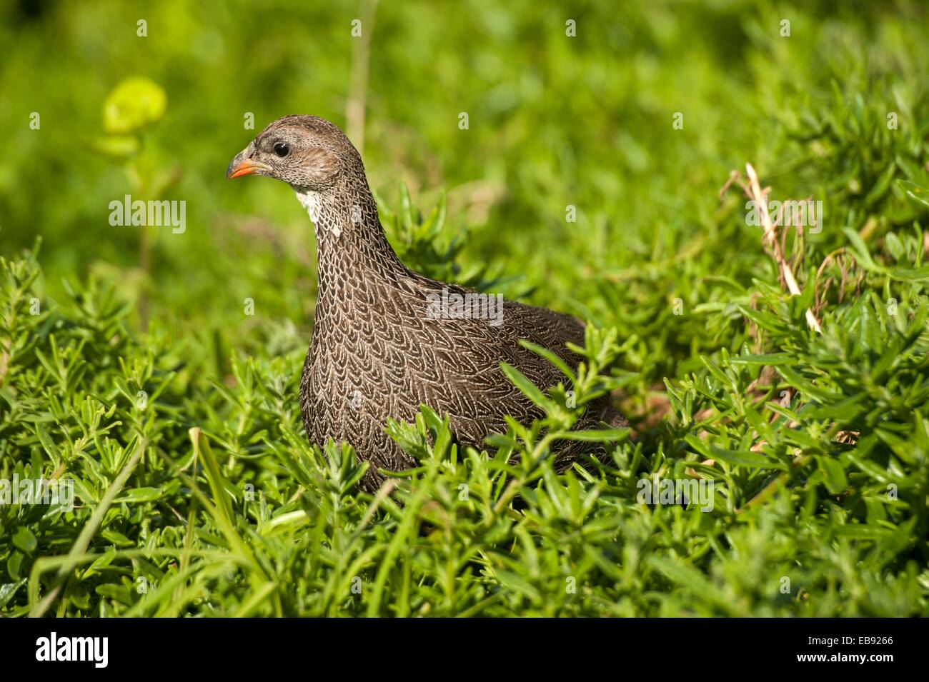 South africa cape spurfowl francolin hi-res stock photography and ...