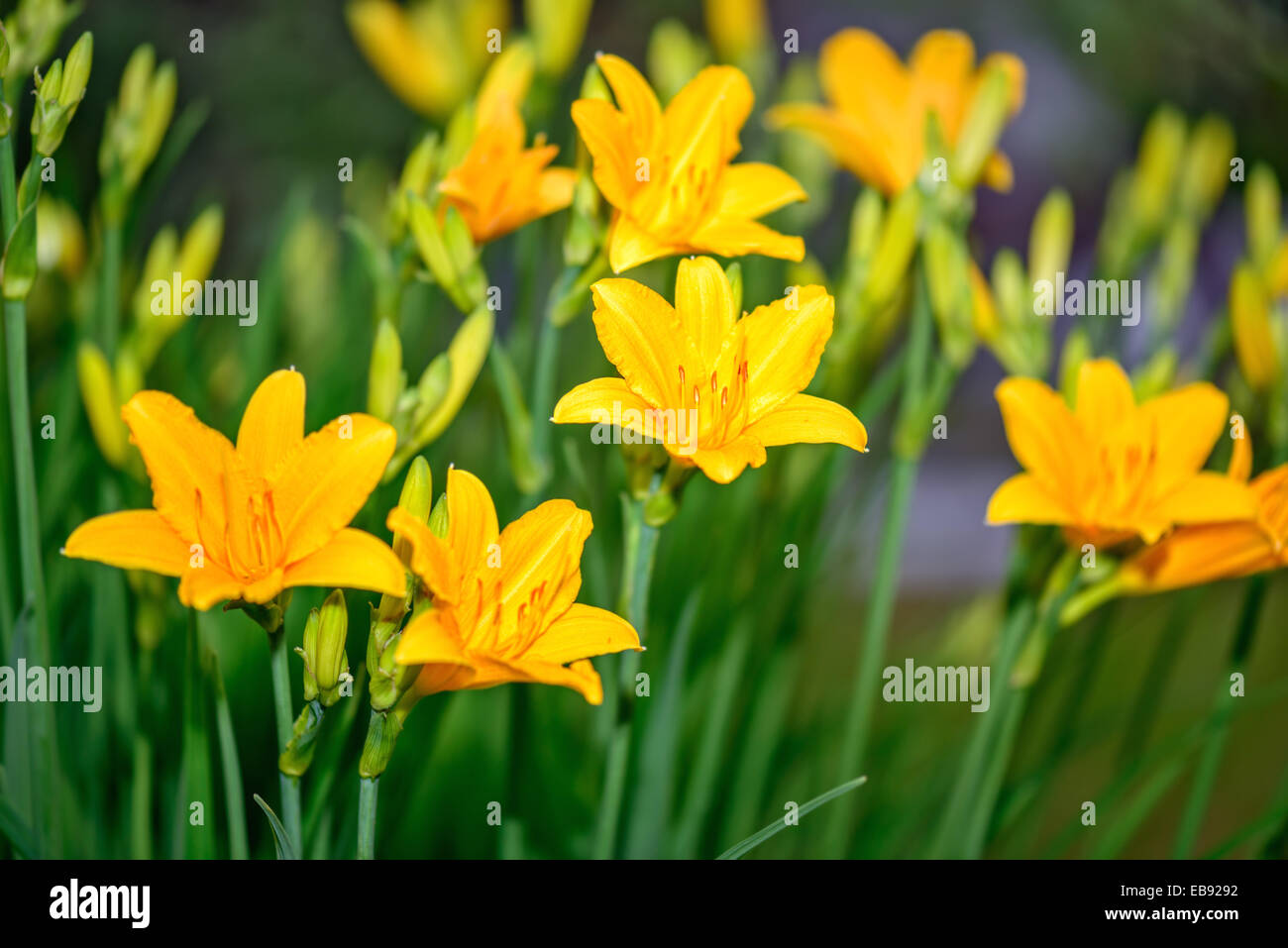 Yellow lilium hi-res stock photography and images - Alamy