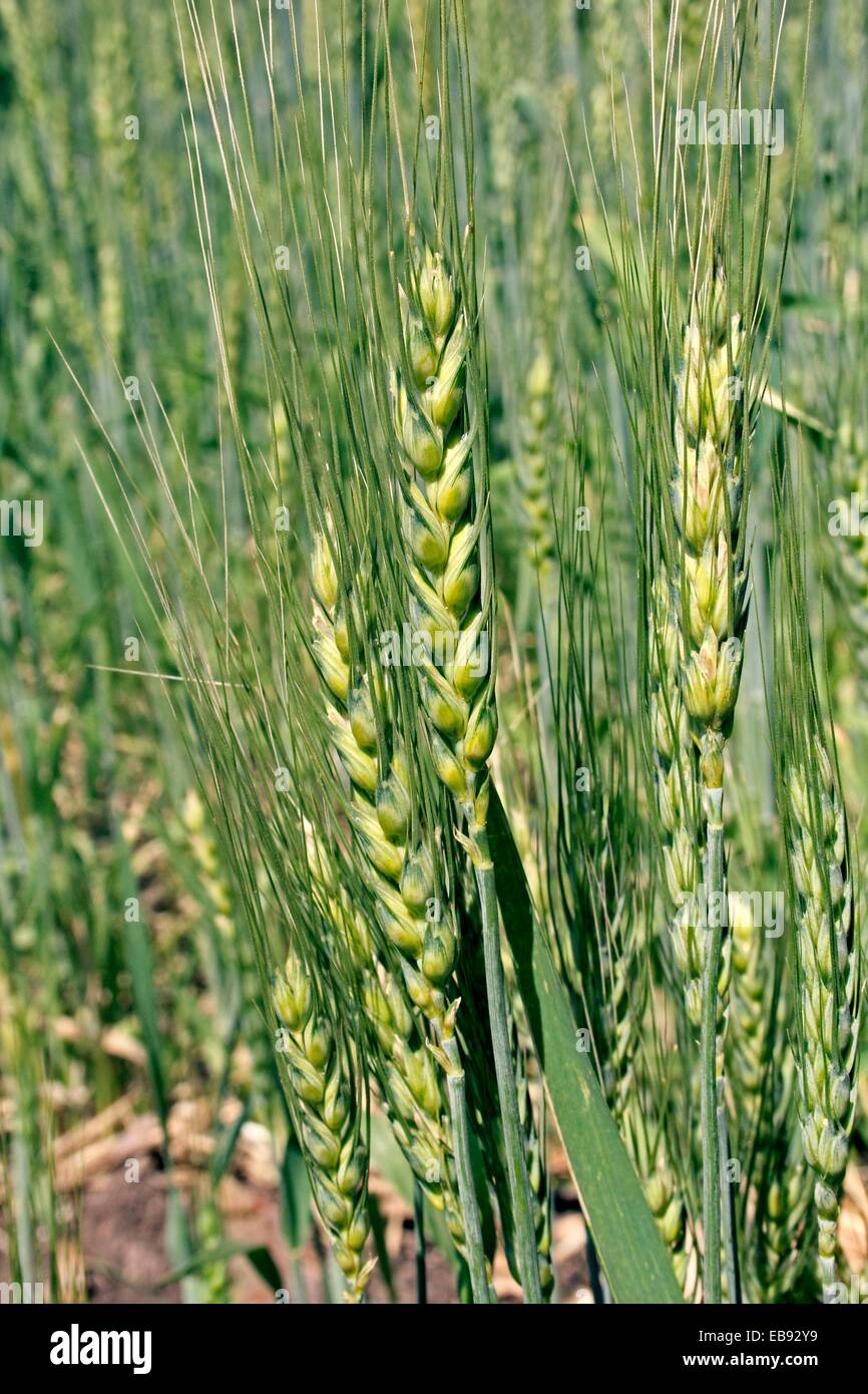 Wheat node hi-res stock photography and images - Alamy