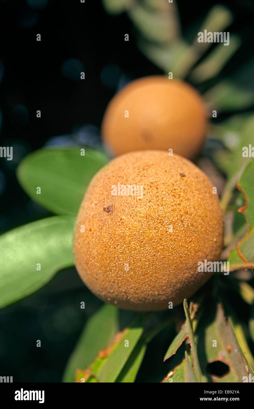 Chikku fruit hi-res stock photography and images - Alamy