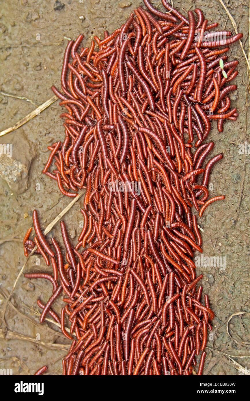 Millipede group hi-res stock photography and images - Alamy