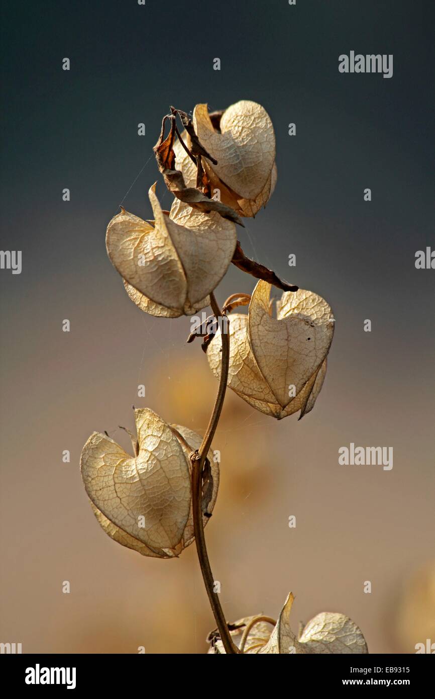 Nicandra hi-res stock photography and images - Alamy