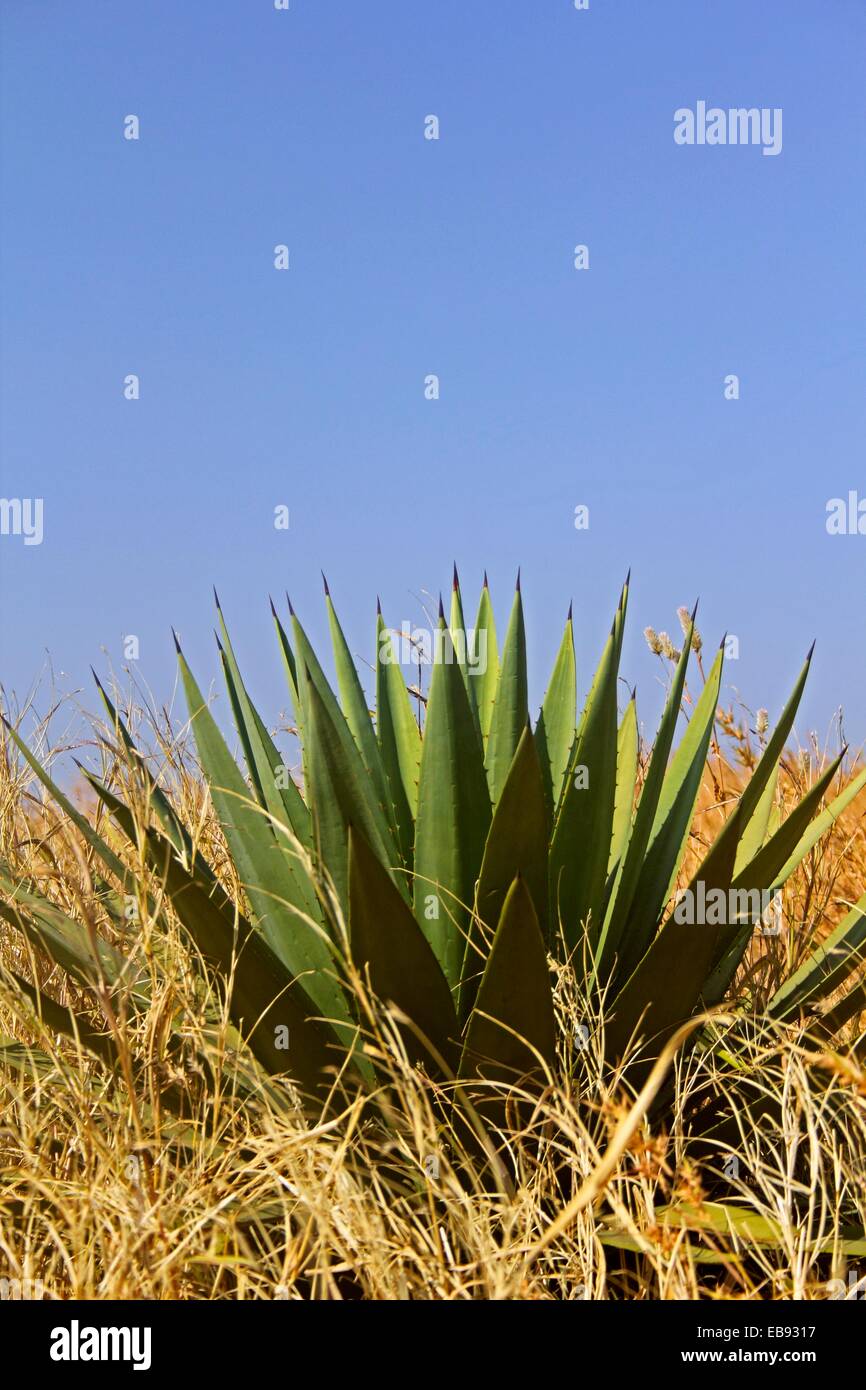 Agave americana, century plant, maguey, American aloe Stock Photo - Alamy