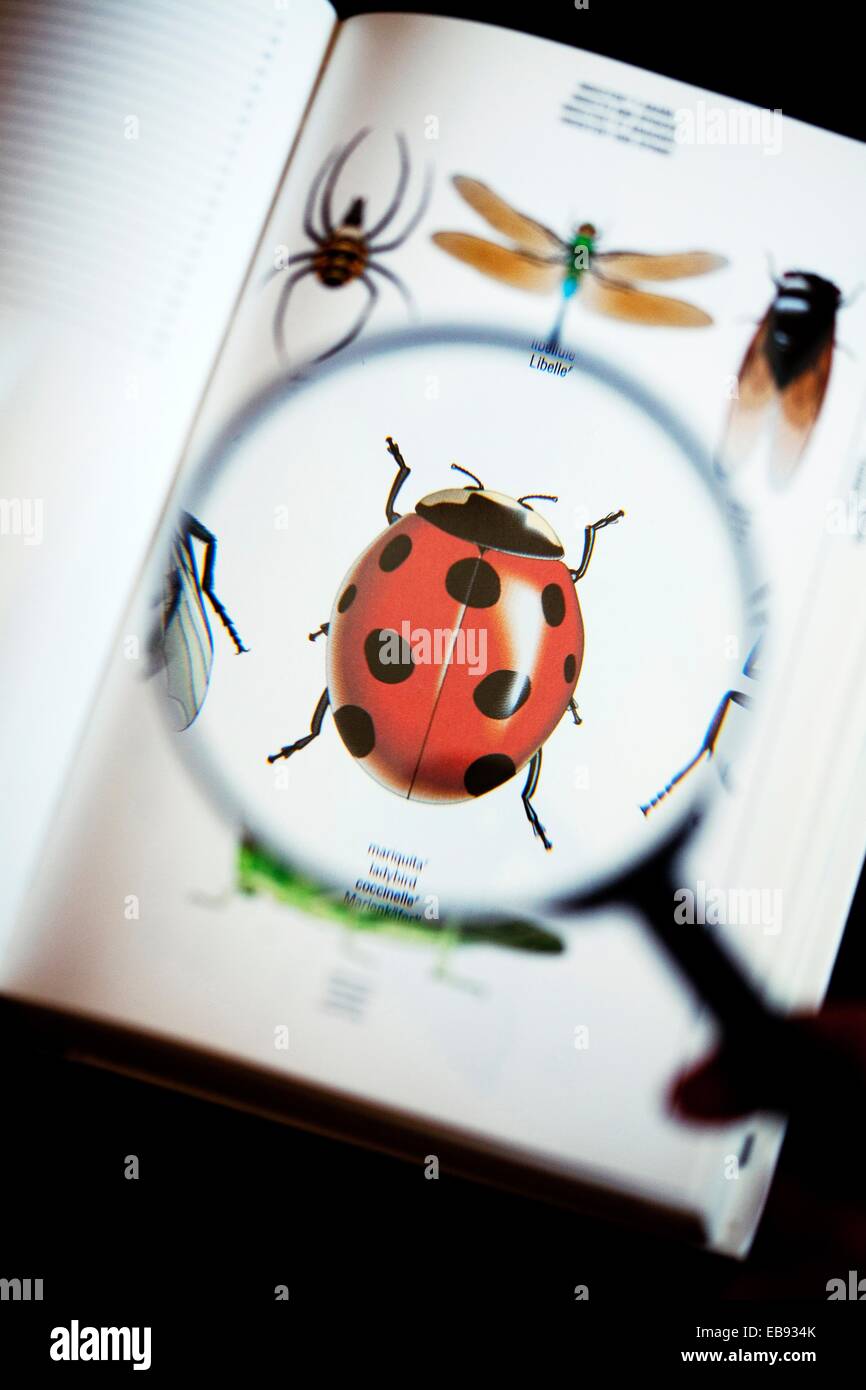 Ladybug through magnifying glass hi-res stock photography and images ...