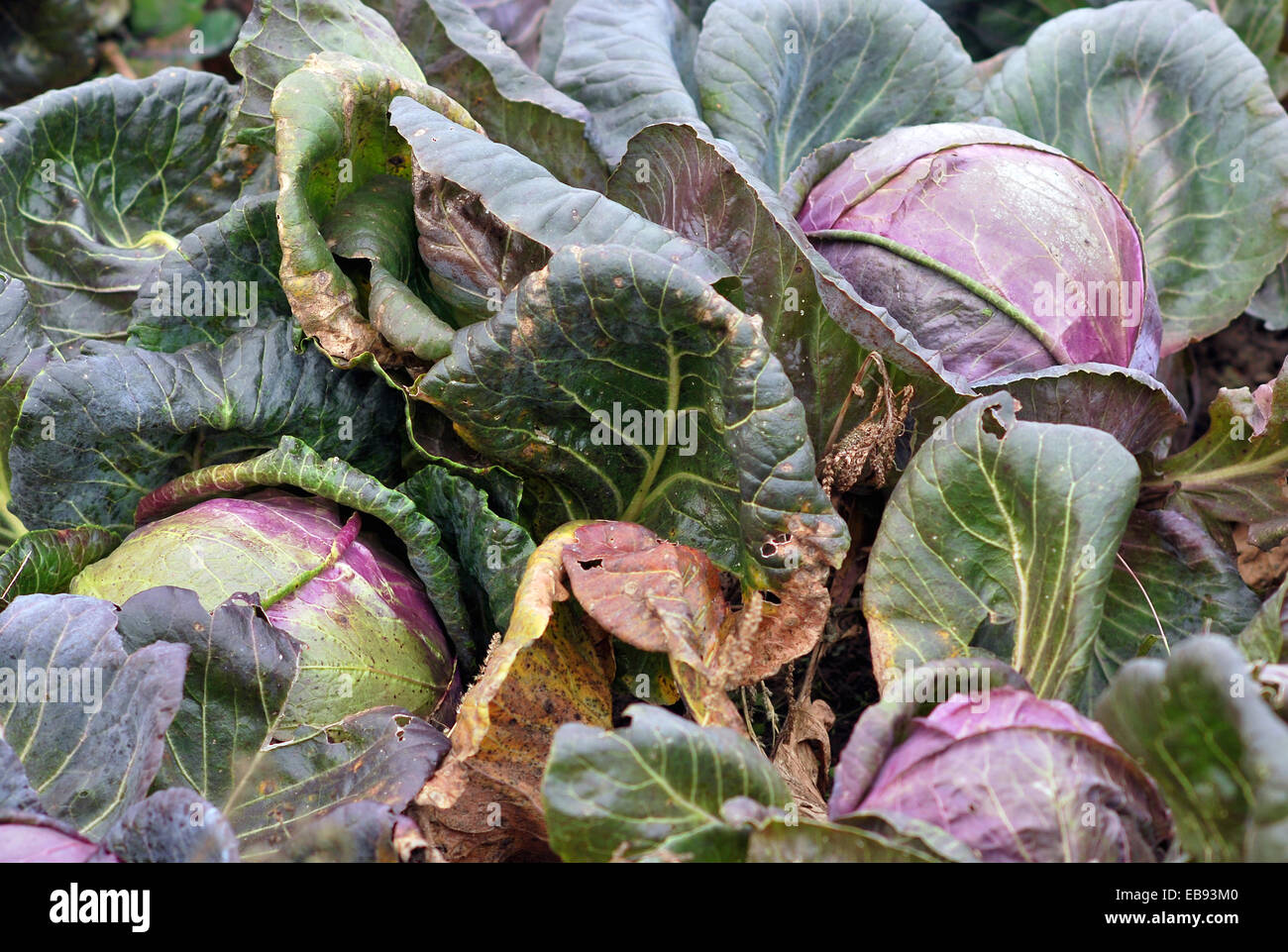 Cabbage fruits hi-res stock photography and images - Alamy