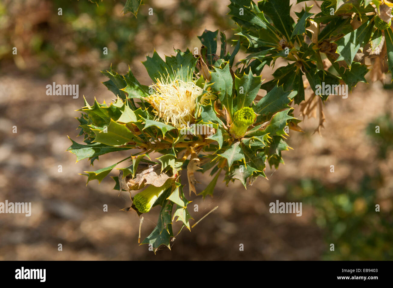 Dryandra sessilis hi-res stock photography and images - Alamy