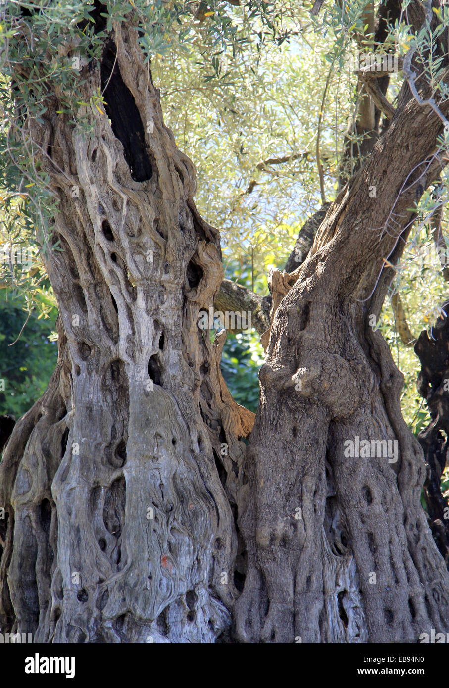 2000 years old olive tree under the protection Stock Photo - Alamy