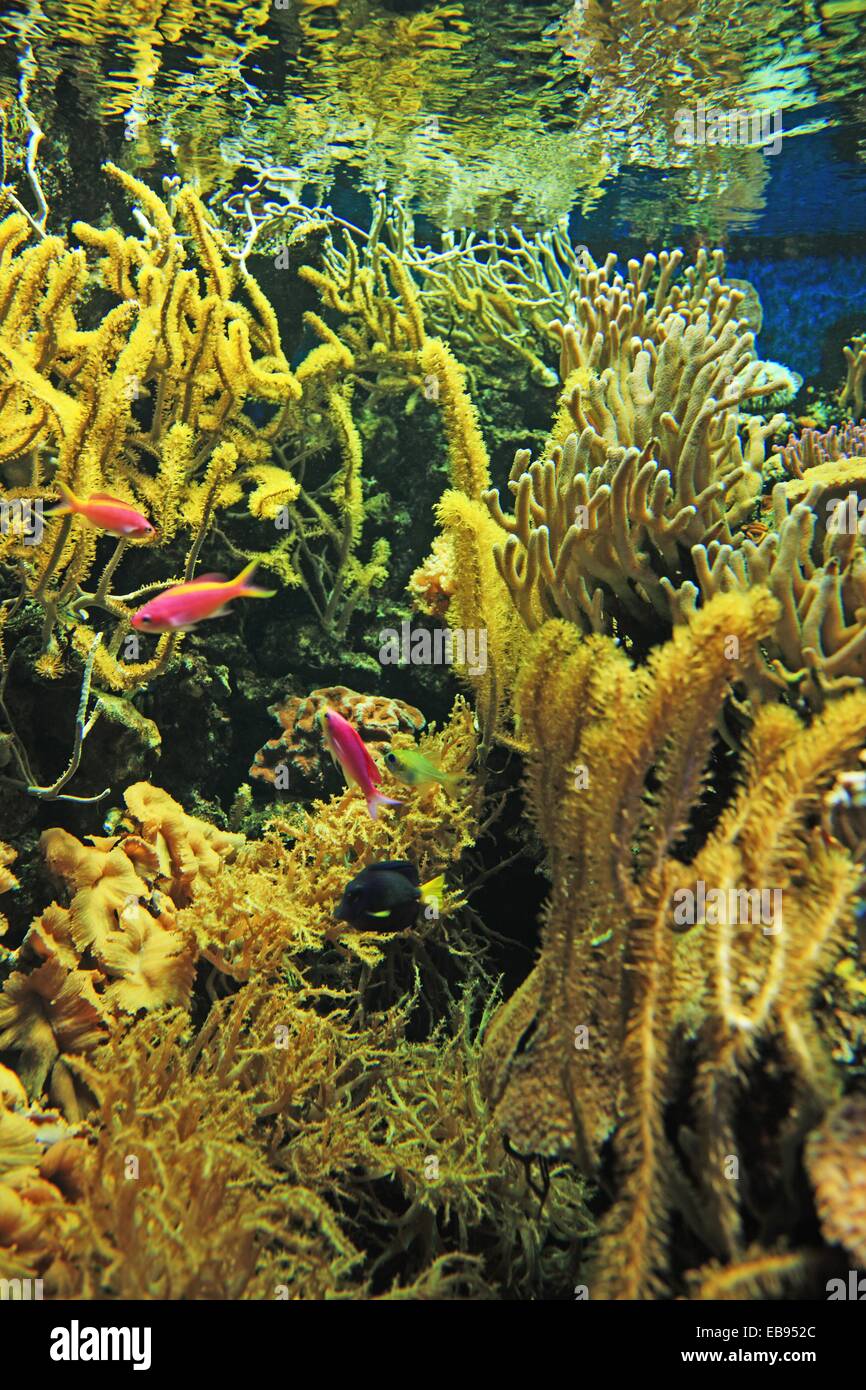 Aquatic life hi-res stock photography and images - Alamy