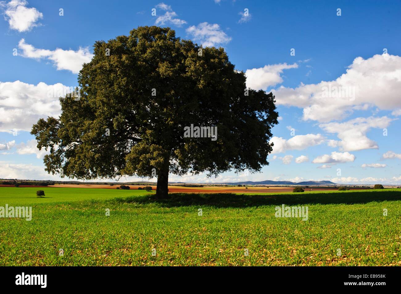 Campo de cereal hi-res stock photography and images - Alamy