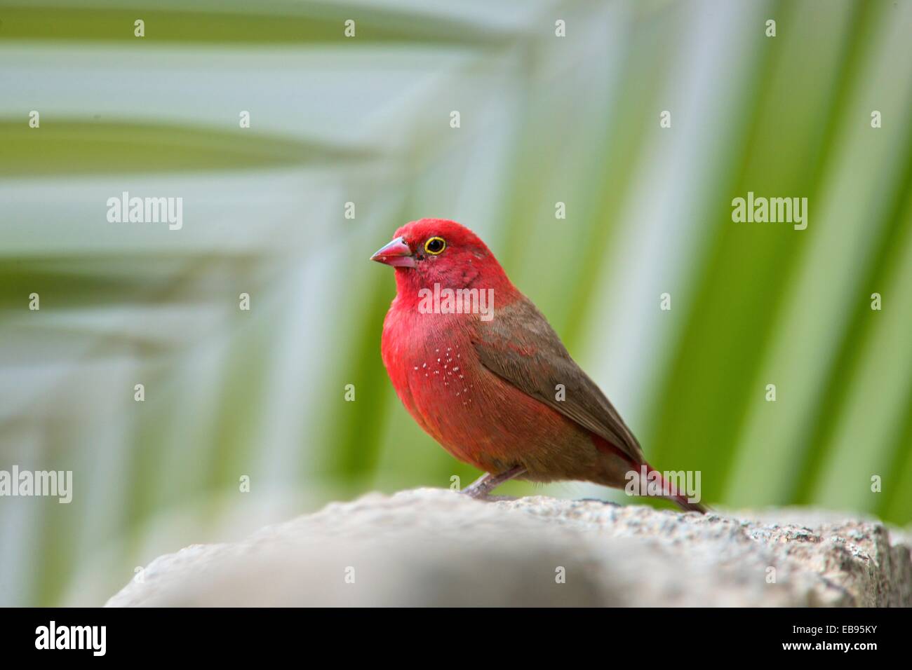 Senegal firefinch hi-res stock photography and images - Alamy