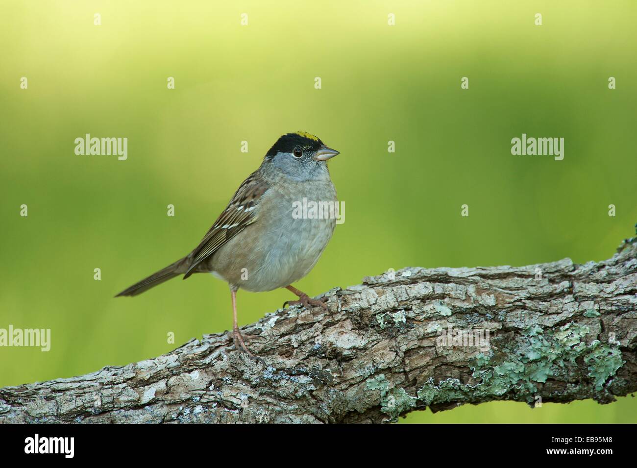 Yellow crowned sparrow hi-res stock photography and images - Alamy