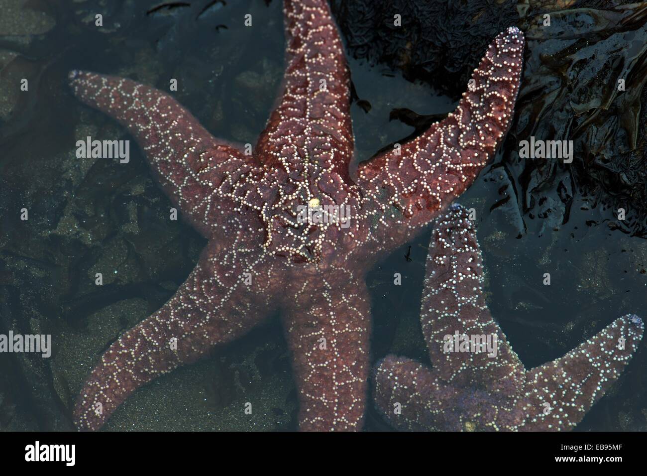 Two stars in hi-res stock photography and images - Alamy