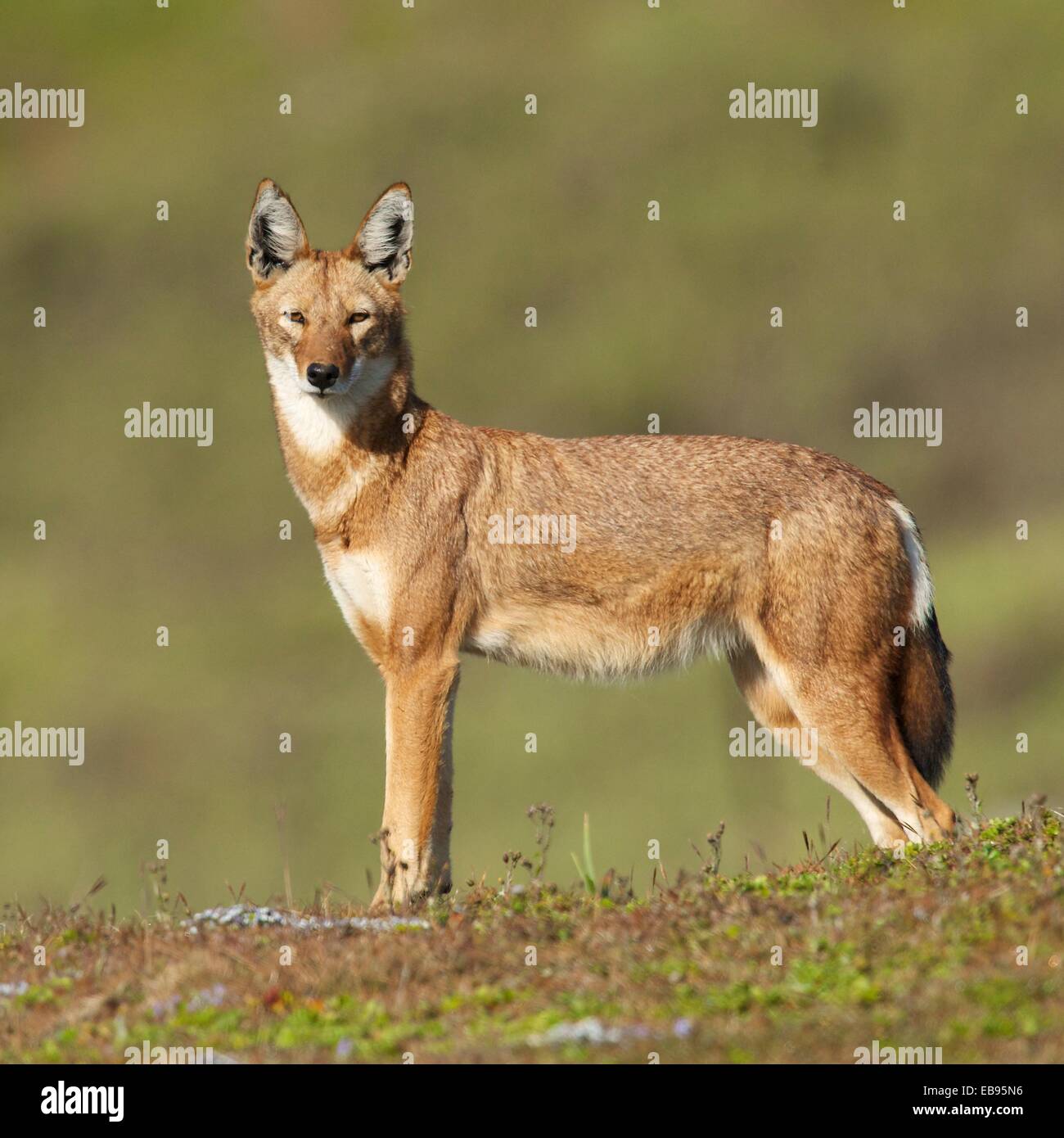 Abyssinian wolf hi-res stock photography and images - Alamy