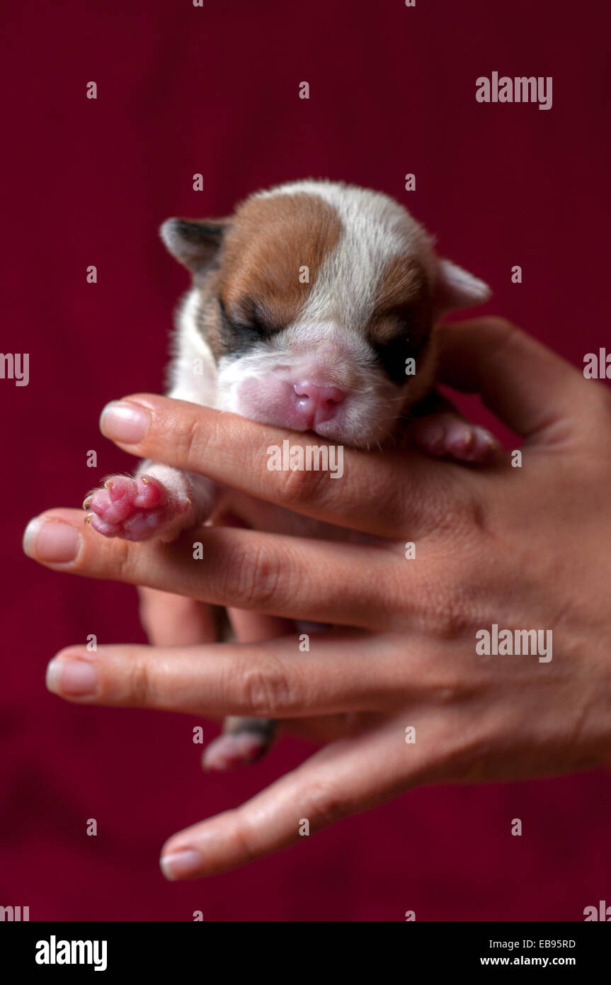 Newborn English Bulldog